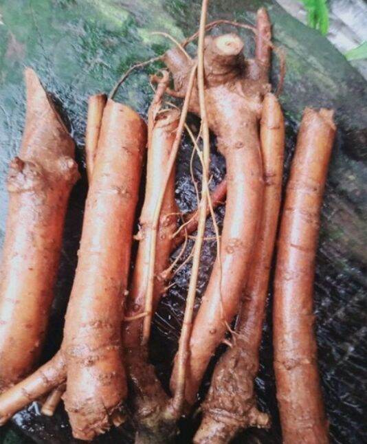 Akar Tuba 1kg | Lazada Indonesia