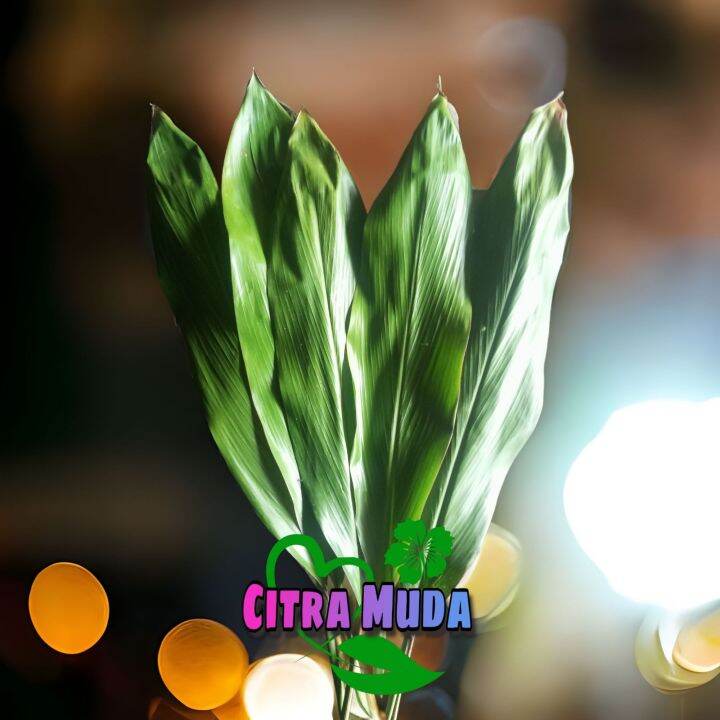 Daun Hanjuang hijau Bungkus bacang 1kg | Lazada Indonesia