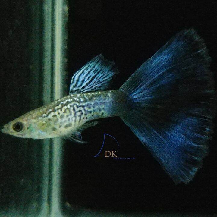 Snake Skin Blue Tail guppy fish Grade A-S pure strain, ships in a ...