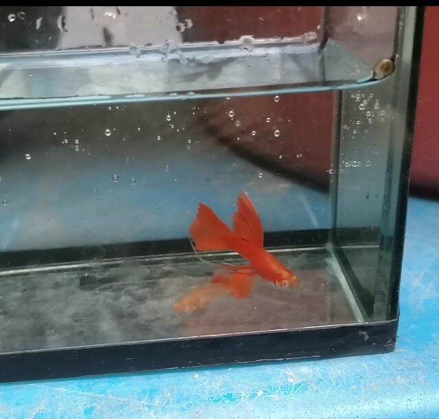 Albino Full Red guppy Big Dorsal ribbon | Lazada