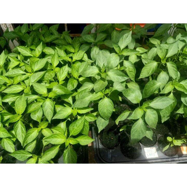 anak pokok cili Besar, cili kulai, cili sakata 461 | Lazada