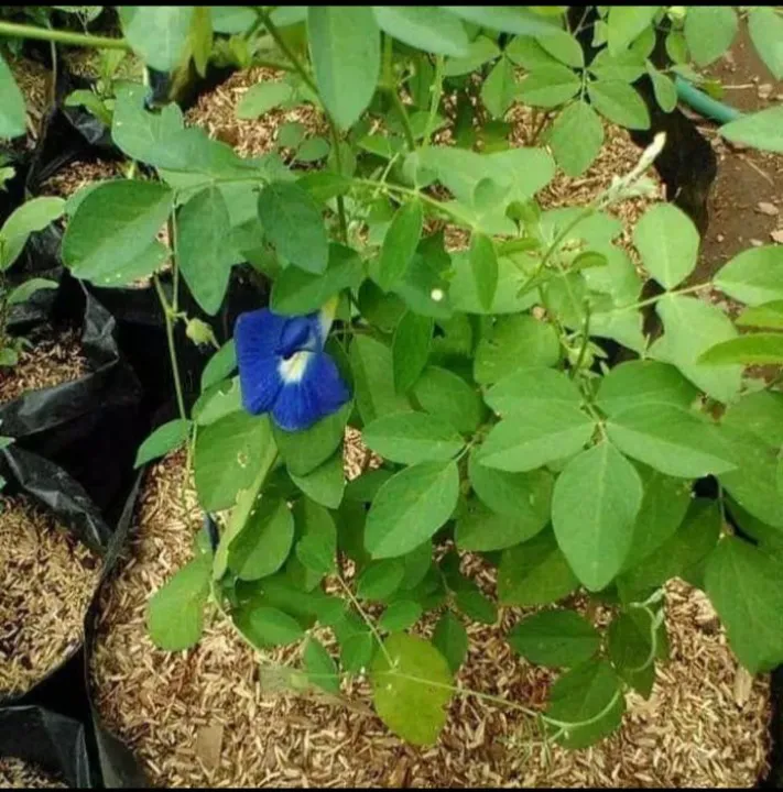 Tanaman Telang Pohon Telang Bunga biru | Lazada Indonesia