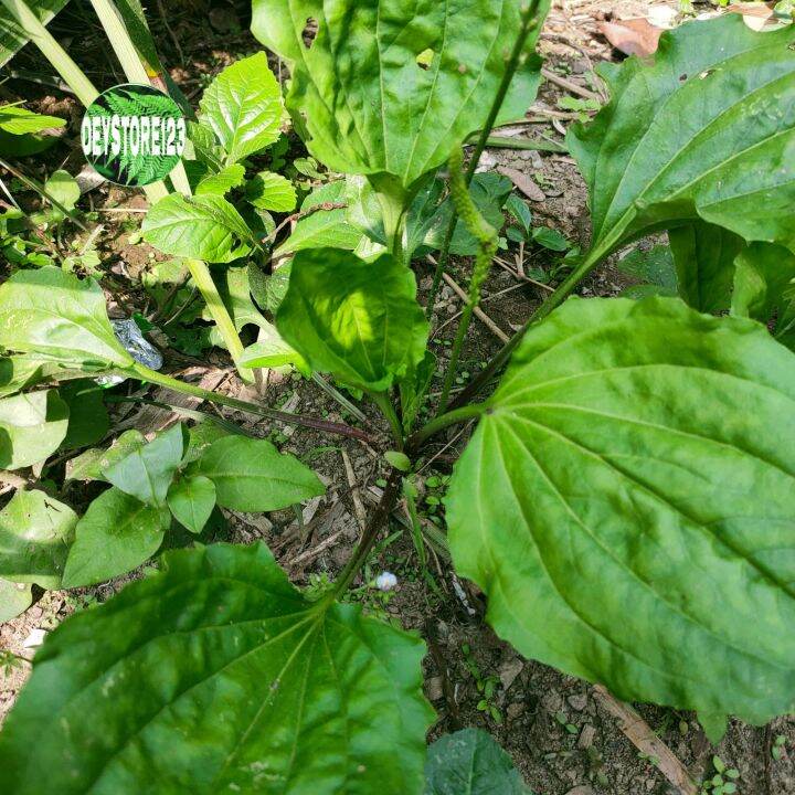 Daun sendok Segar Atow ki urat 200 grm | Lazada Indonesia