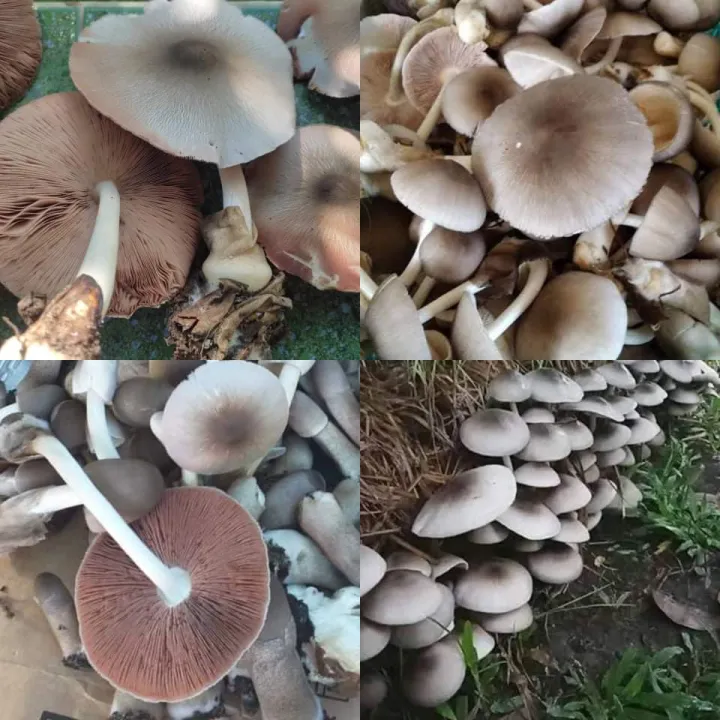 1/2 kilo binhi ng kabute saging volva mushroom | Lazada PH