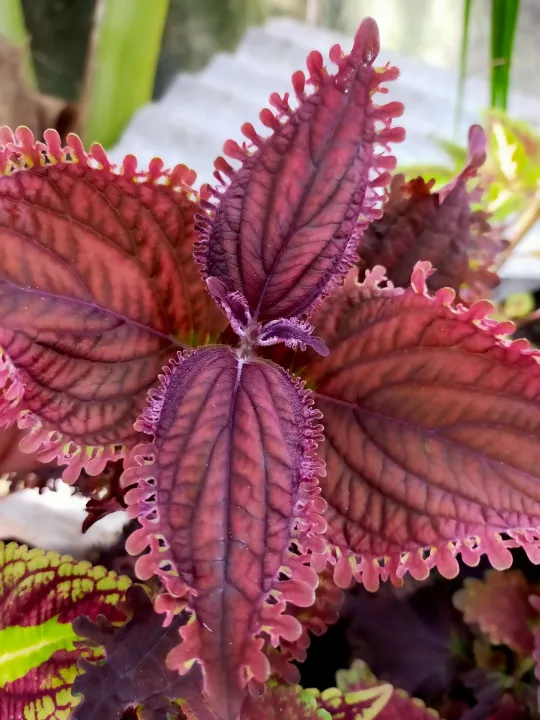 mayana plant | Lazada PH