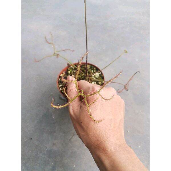 sundew/drosera binata var. multifida | Lazada