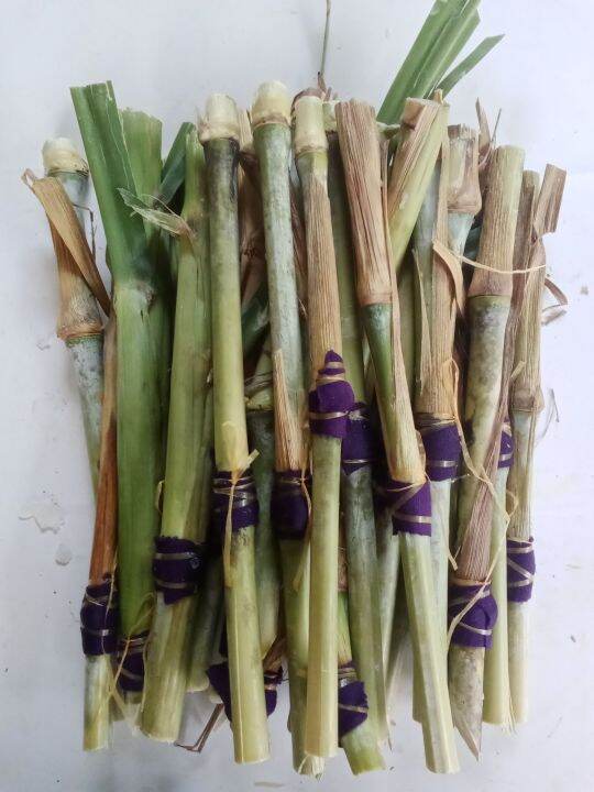 Napier Grass 15 pcs. forages for goat cow rabbit pig chicken etc ...