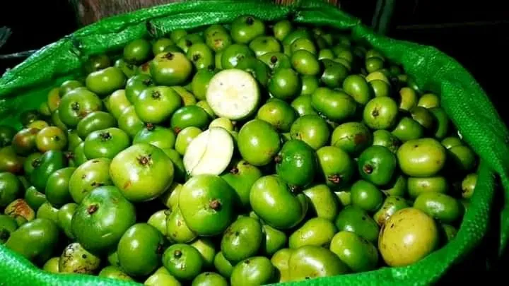 batwan fruit and batwan seedlings | Lazada PH