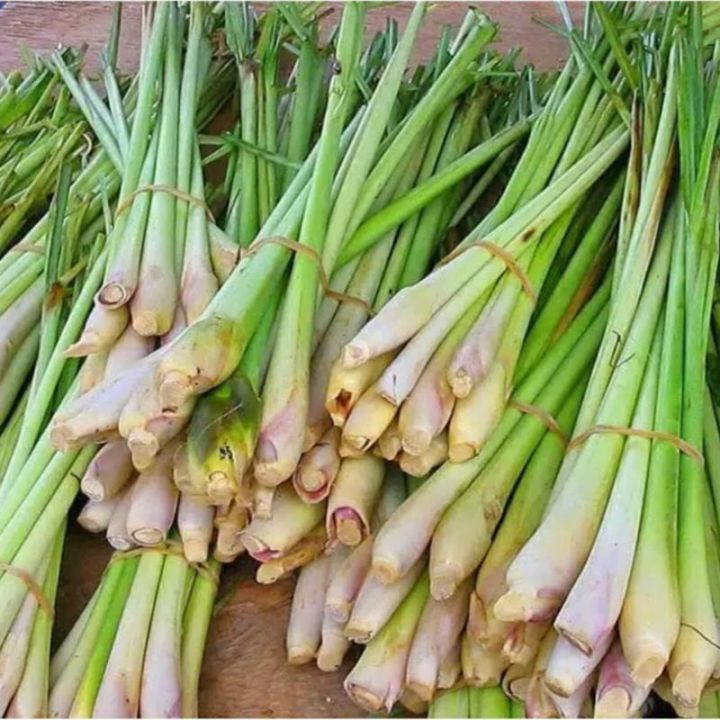 Sereh Serai Segar 1Kg Murah | Lazada Indonesia