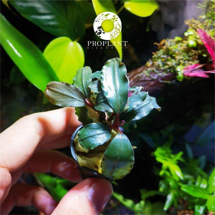🔥Bucephalandra Theia Red🔥 Low Tech Plant / Aquarium / Aquascape ...