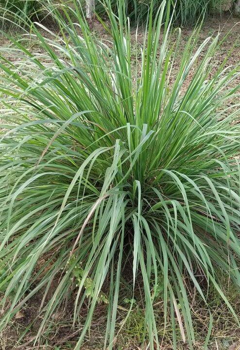 Lemon Grass or Tanglad (Php25.00 per kilo) Minimum Order: 4 kilos ...