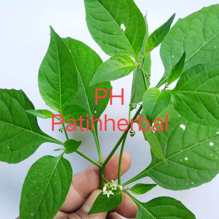 Daun Ranti Daun Lenca ayam Daun Lenca hutan segar per 200 gram | Lazada ...