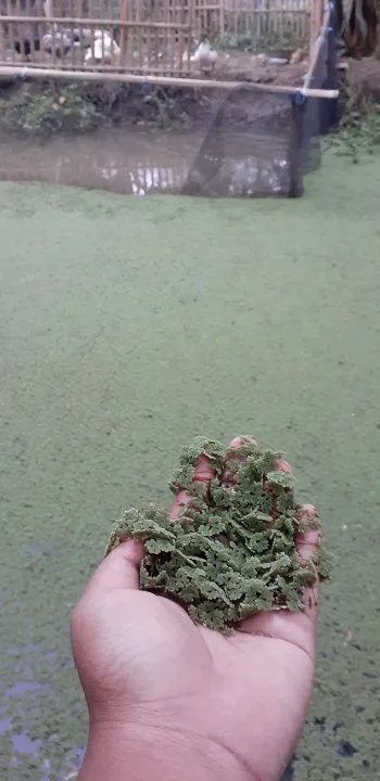 Bibit azola | tanaman air azola | Pakan ternak | Azolla pakan ternak ...