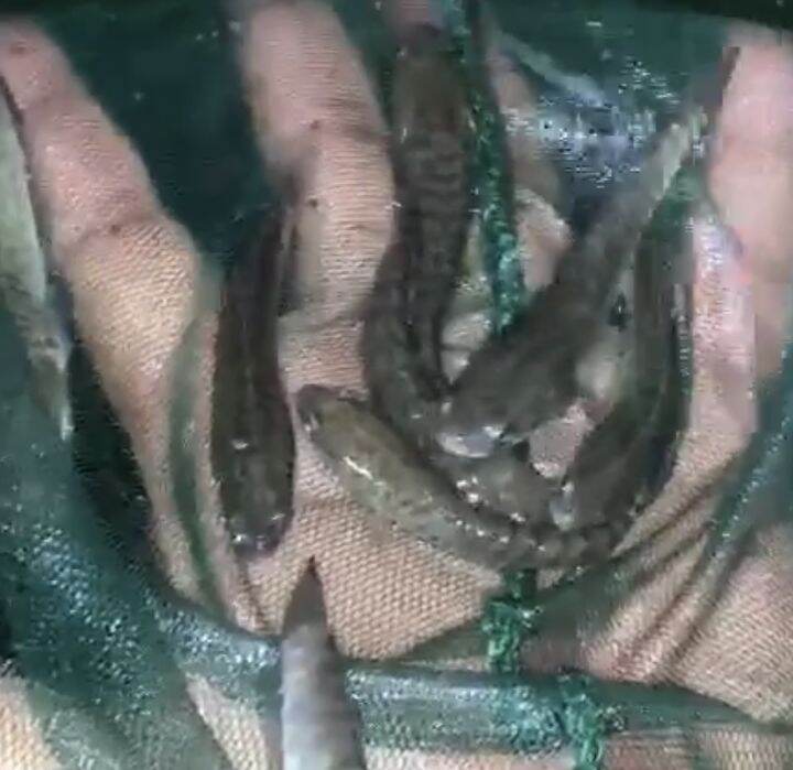 Benih anak ikan haruan 50 perpack | Lazada