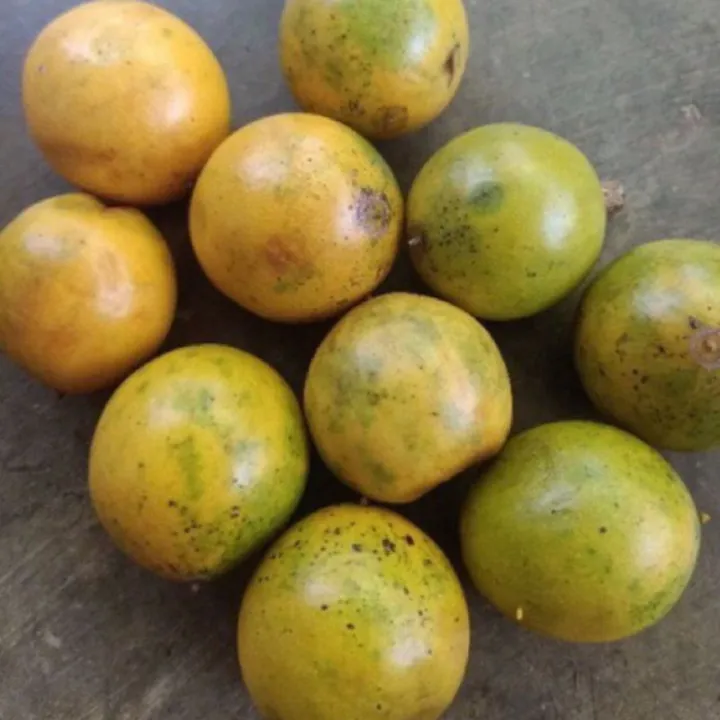 buah campolay atau campoleh 1kg | Lazada Indonesia