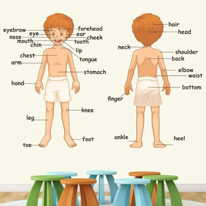 BODY PARTS CHART LAMINATED A4 | Lazada PH