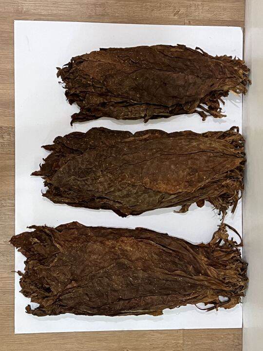 Tabako Dahon ng tobacco 30 pcs bundle from Pangasinan | Lazada PH