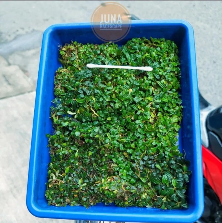 BUCEPHALANDRA SUPER MICRO (PROMO) GRAD A BUCE SUPER MINI MICRO BOYAN ...