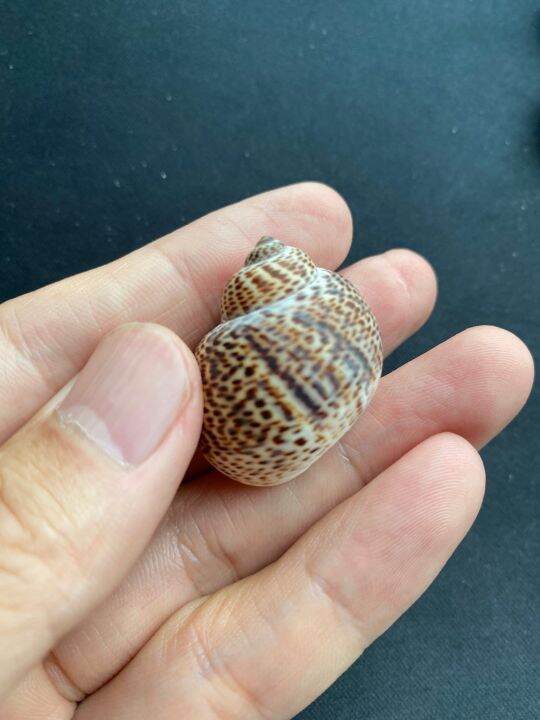 seashells spotted sea snail หอยทากทะเล niao dan 3cm | Lazada.co.th