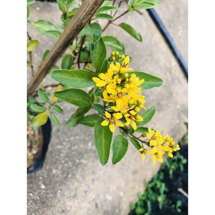 Pokok Bunga Kacang Kuning / Pokok Bunga Jasmin Kuning Rajin dan Senang ...