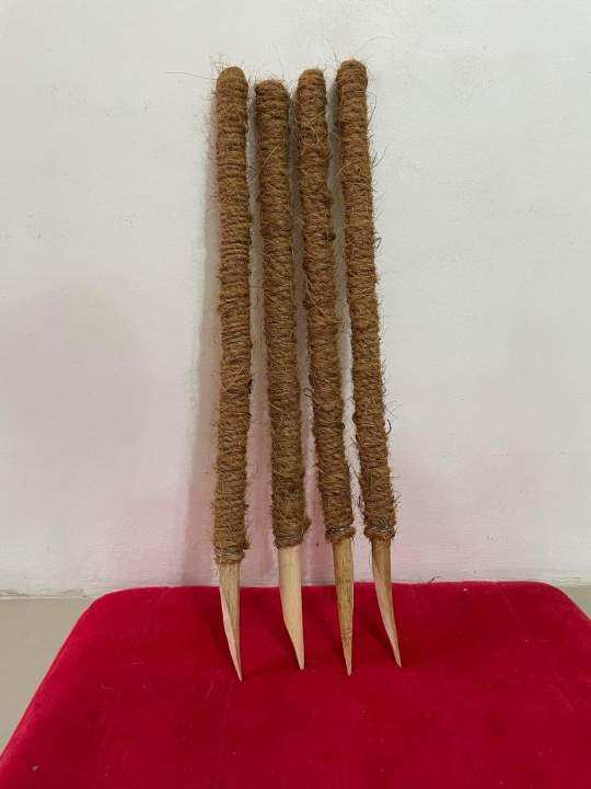 Coco pole | plant support 2ft | Lazada PH
