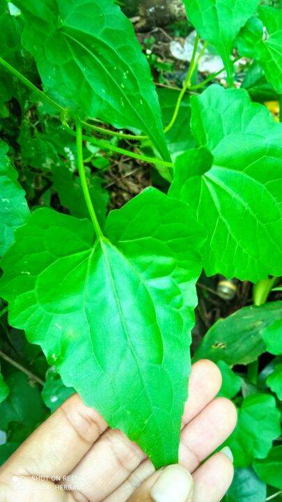 Daun sembung rambat, obat herbal (500gr) | Lazada Indonesia