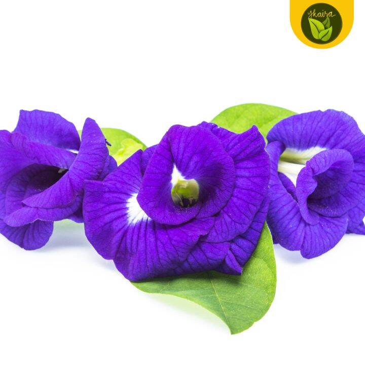10 seeds blue ternatea herb flower outdoor garden plant | Lazada PH