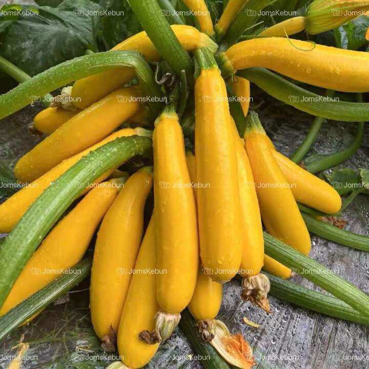 Benih Squash King Zucchini F1 Hybrid 5pcs/香蕉西葫芦籽 | Lazada