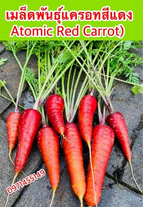 เมล็ดพันธ์ุแครอทสีแดง(Atomic Red Carrot)เมล็ดแท้สีสวย | Lazada.co.th