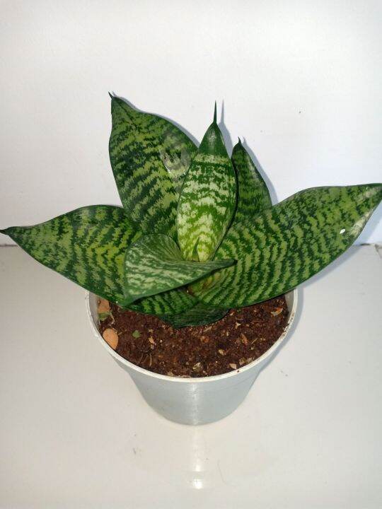 dwarf snake plant | Lazada PH