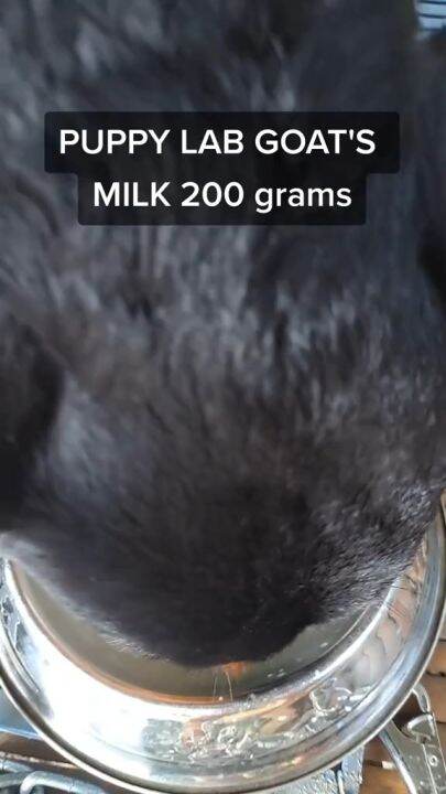 All Stages Adult Puppy 200g Puppy Lab PuppyLab Milk Powder Goat Milk ...