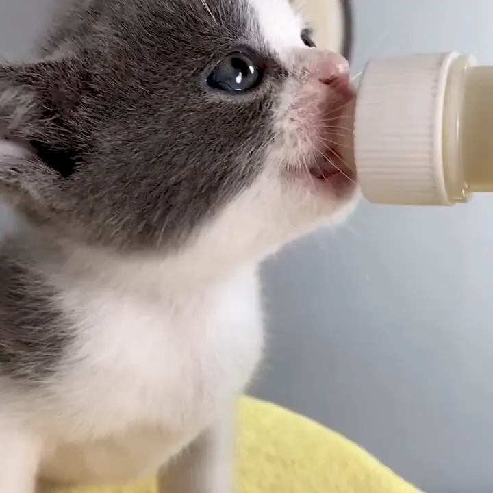 TERLARIS!!! Freelac susu anak kucing free lactosa milk replacer sachet ...