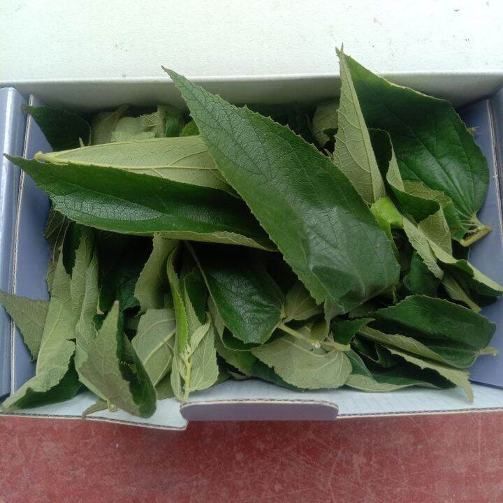 DAUN CERI KAMPUNG BAIK UNTUK GOUT DAN KENCINGMANIS. | Lazada