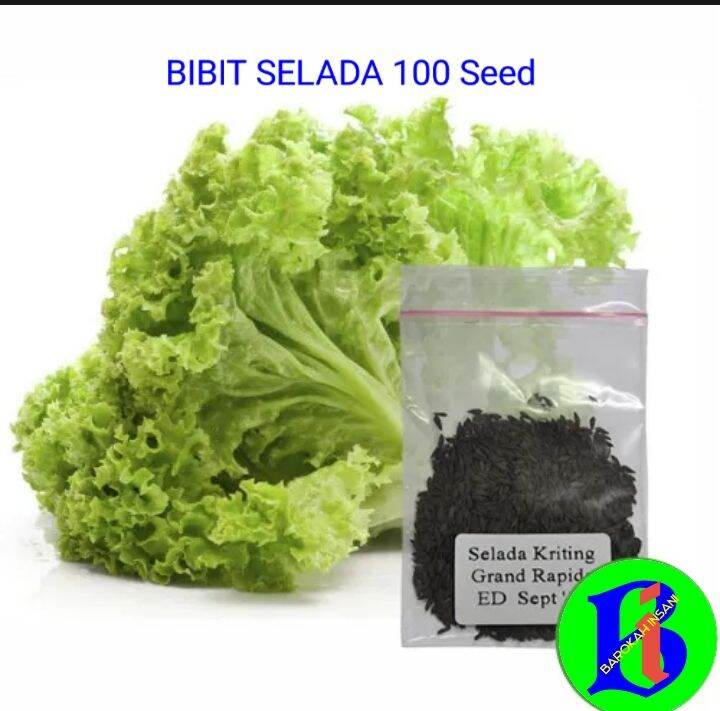 BIBIT SELADA KRITING unggul kemasan repack 100 seed | Lazada Indonesia