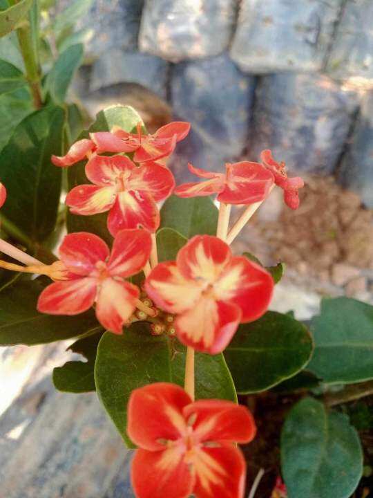 Pokok bunga ixora, jejarum hibrid dari Hawaii | Lazada