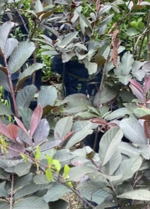 POKOK JAMBU BATU MERAH varieti buah sedap manis | Lazada