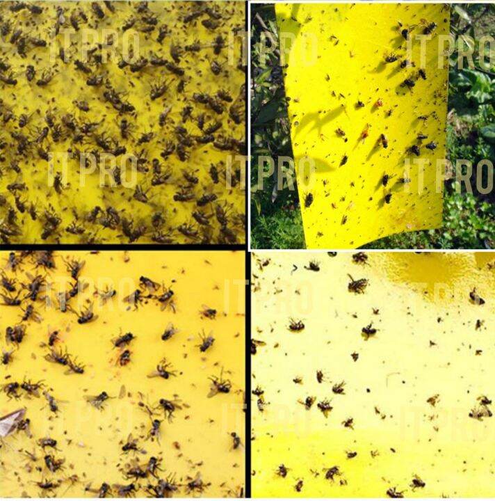 PRO🏠1pcs Pelekat serangga Double-Sides Yellow Sticky Trap Flies Trap ...
