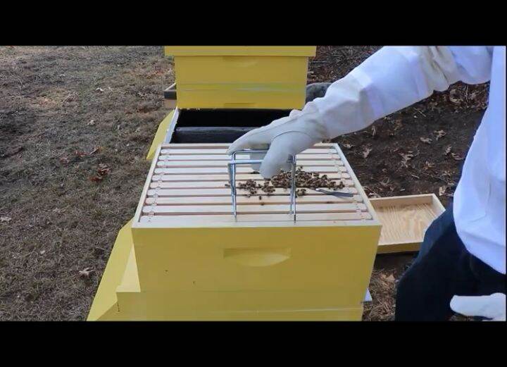 Lebah madu, alat pengecekan koloni lebah pada kotak frame angkat saat panen madu peternakan ...