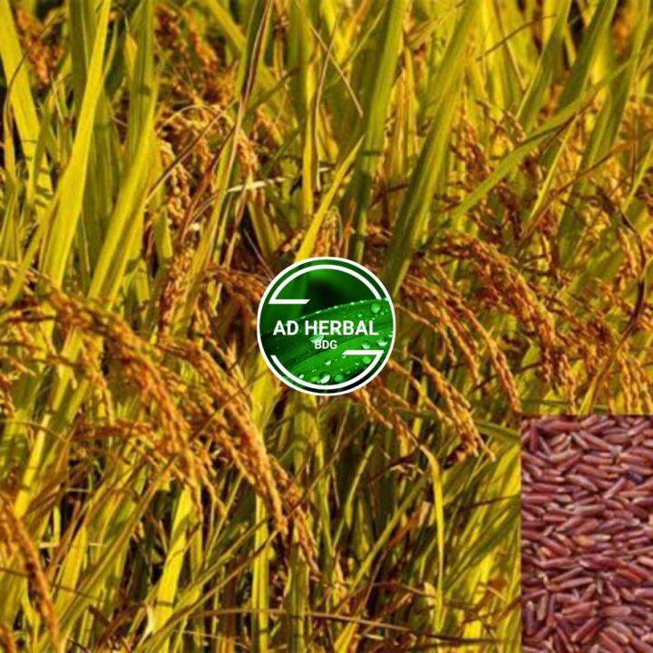 Jual Benih Padi Beras Merah Asli Lokal Padi Ladang Per 1 Kg | Lazada ...