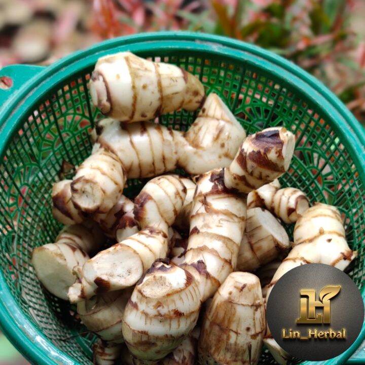 Umbi Ganyong Merah Premium Kemasan 1 Kg | Lazada Indonesia