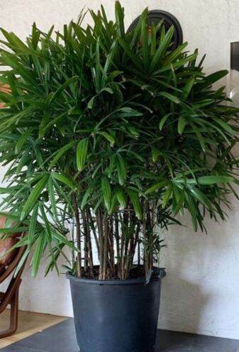 tanaman palm regu tamanan waregu tanaman hias dan bahan joran ...