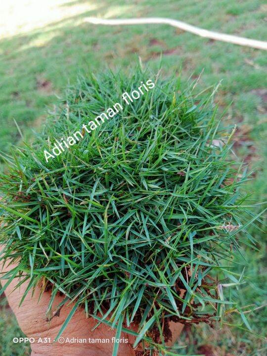 rumput jepang rumput Peking 1 meter persegi | Lazada Indonesia