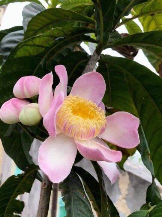Pokok bunga wangi heaven lotus pink | Lazada