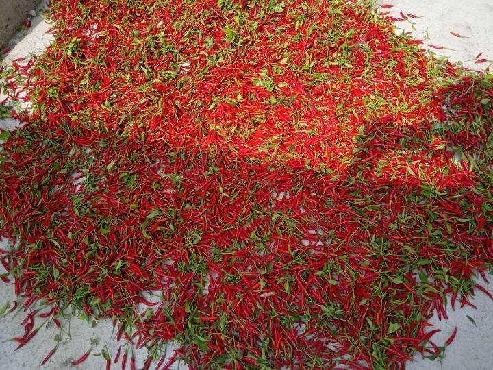 sili ,labuyo,red hot Chile imported 100grams | Lazada PH
