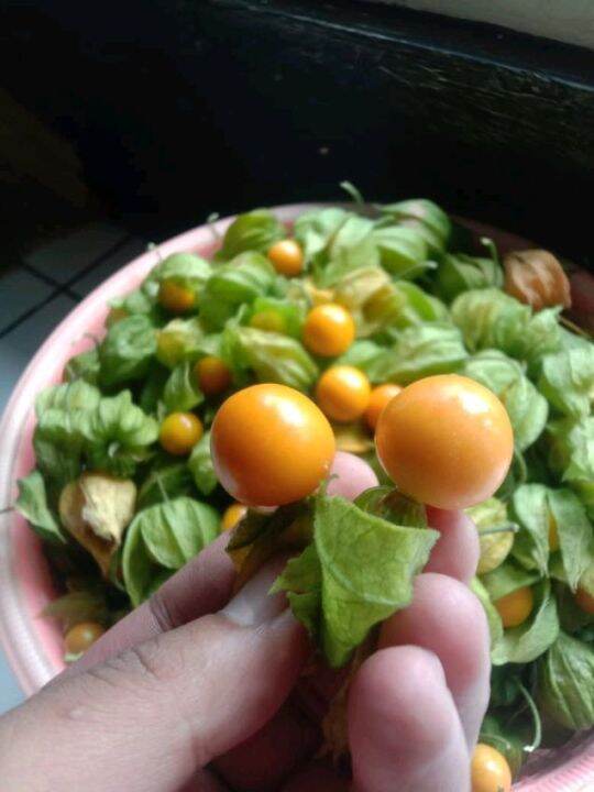 BUAH CECENDET/CIPLUKAN 500gram .BUAH ENAK BANYAK MANFAATNYA .ASLI PETIK ...