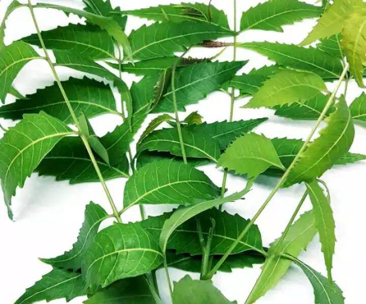 daun semambu | Lazada