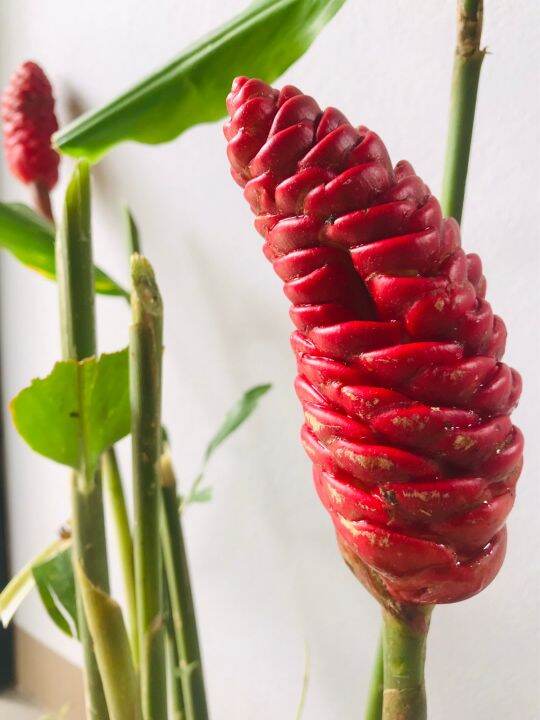 Red Bright Ginger ไม้ประดับตระกูลขิง มีดอกที่สวยงาม ราคา/1หน่อ,เหง้า ...