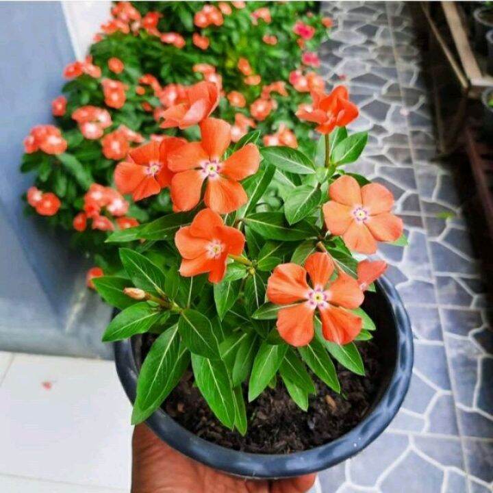 TANAMAN HIAS TAPAK DARA BUNGA ORANGE - VINCA OREN | Lazada Indonesia