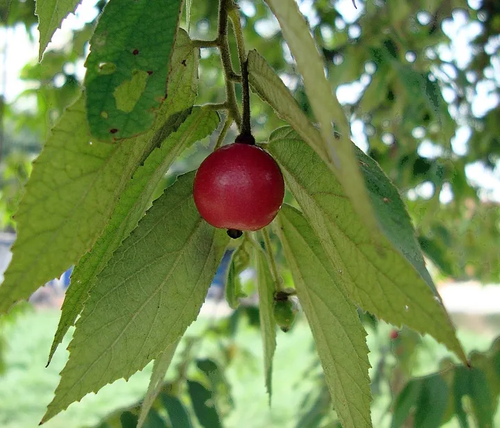daun pokok ceri hutan | Lazada