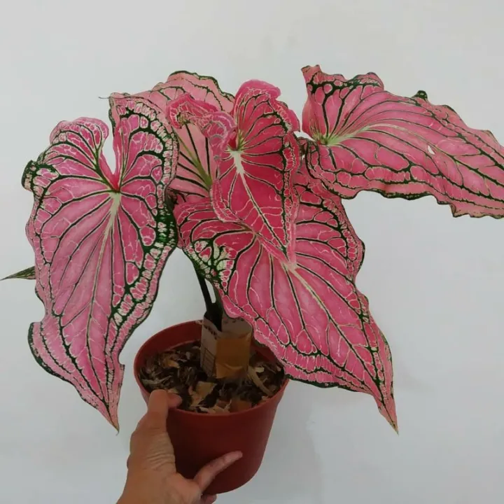 Keladi wayang merah batik 3-4 daun berkwalitas /Keladi wayang merah ... Keladi wayang merah batik 3-4 daun berkwalitas /Keladi wayang merah ...